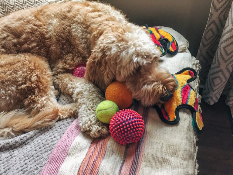 Puppachinos, Protein Balls, Treadmill Walks & A Getaway!