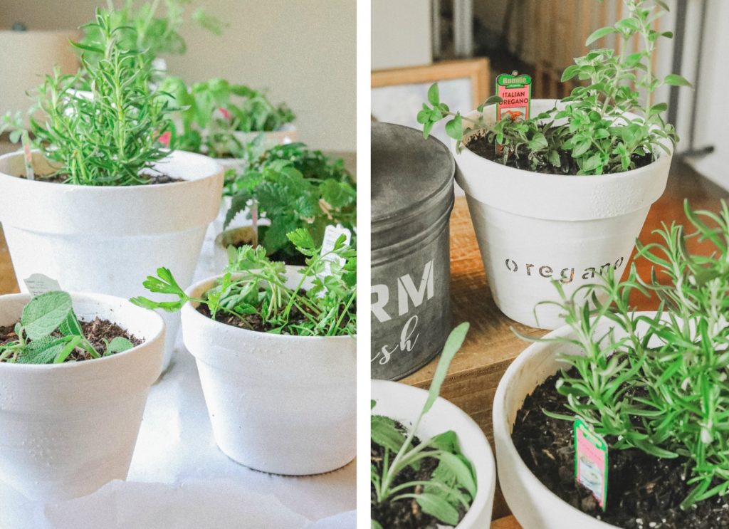 A Mini Herb Garden For You to Grow This Spring With Fun DIY Pots