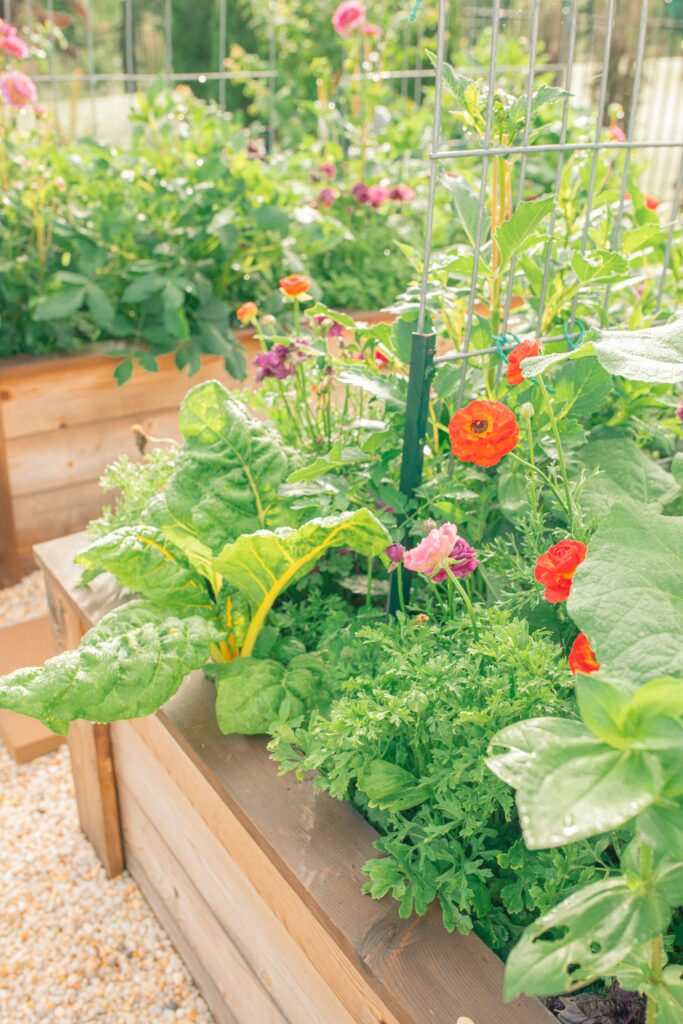 What I planted in my spring garden beds