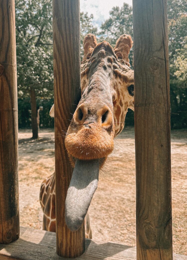 More Fall Farms, Food from the Week, The Zoo, & Mom Life